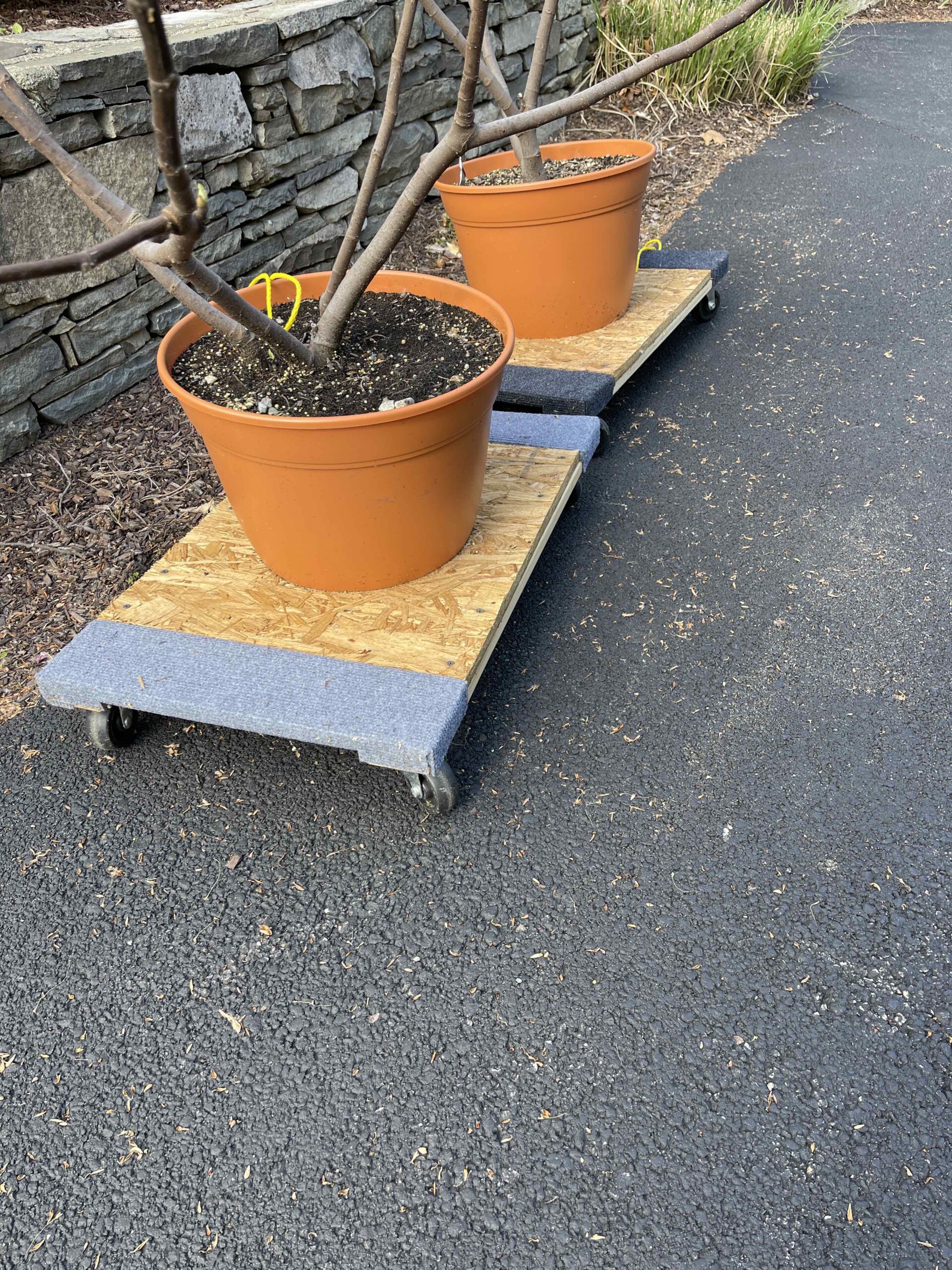 Potted Fig Trees - The Fig Tree Guy