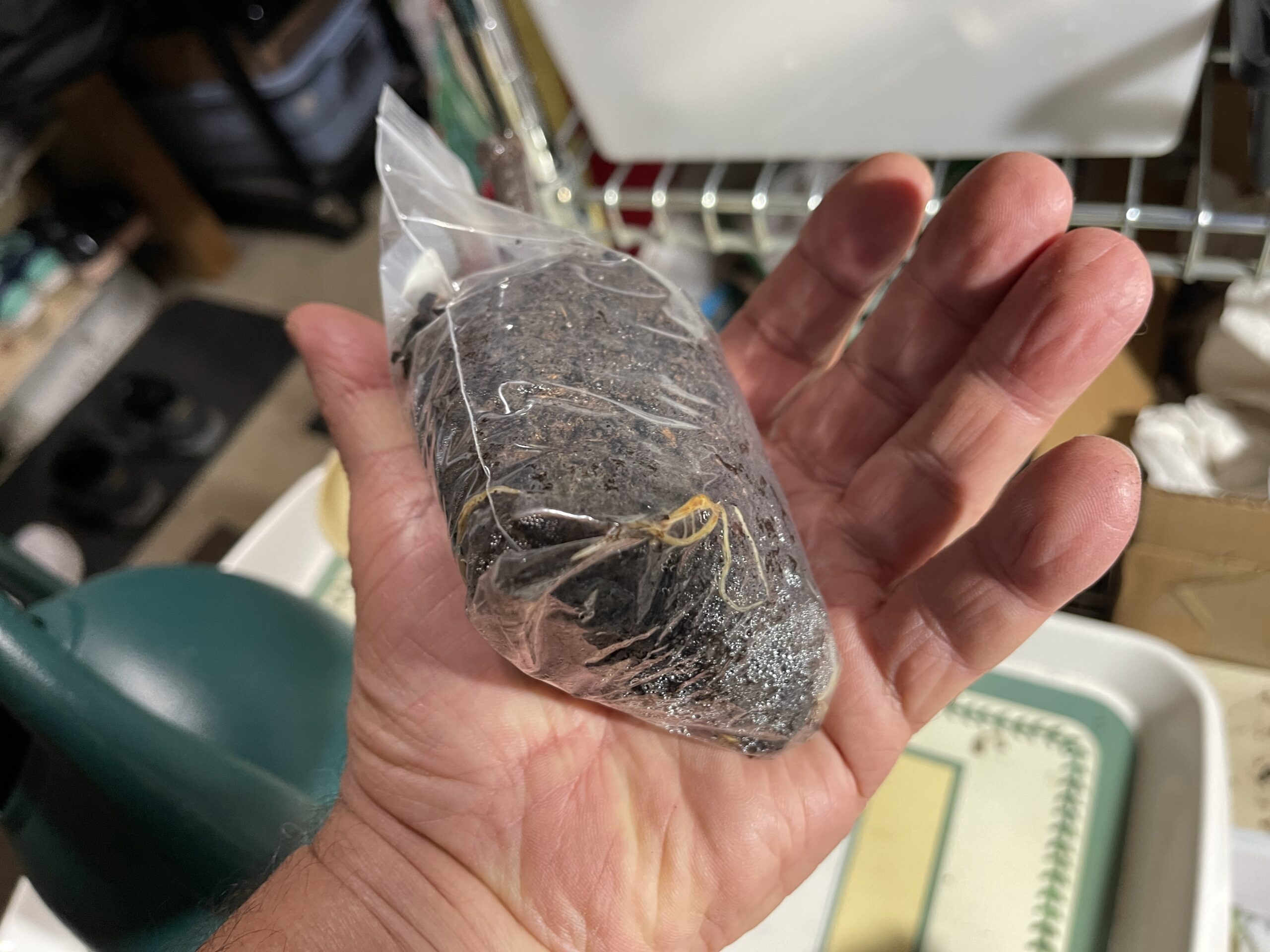 Cloning Using the Fig-Pop Method - The Fig Tree Guy