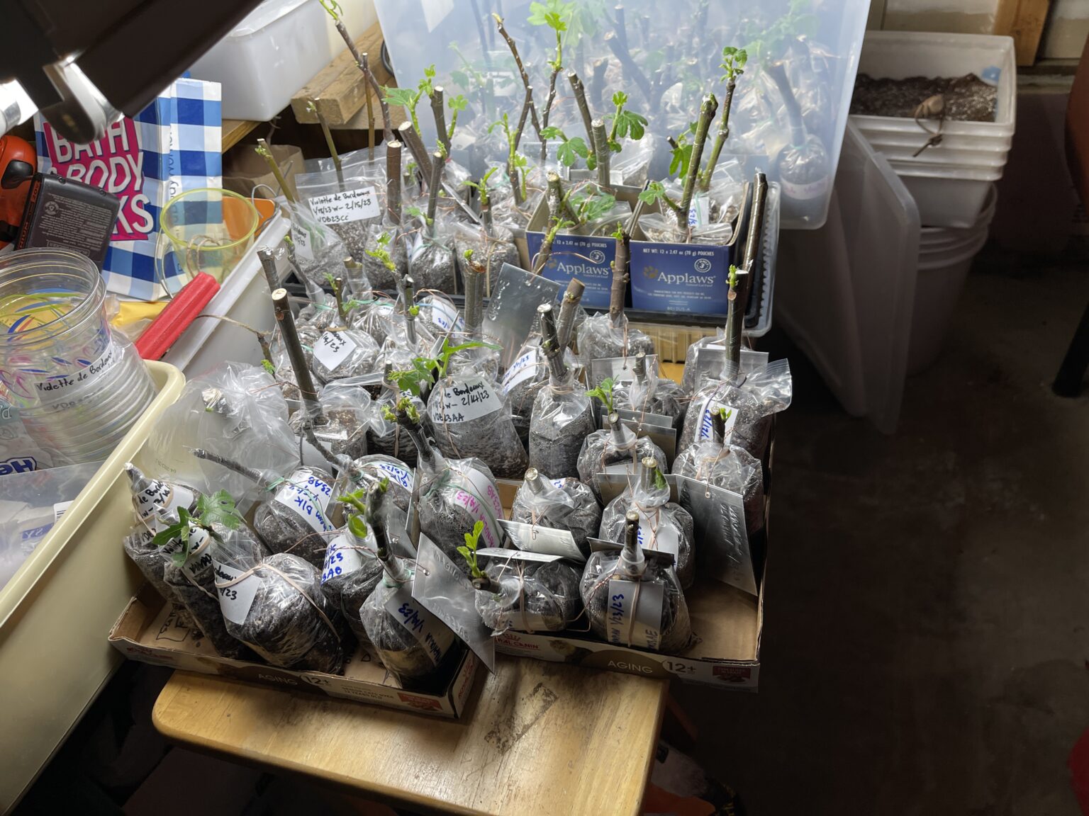 Fig Cutting Timeline – The Fig Tree Guy