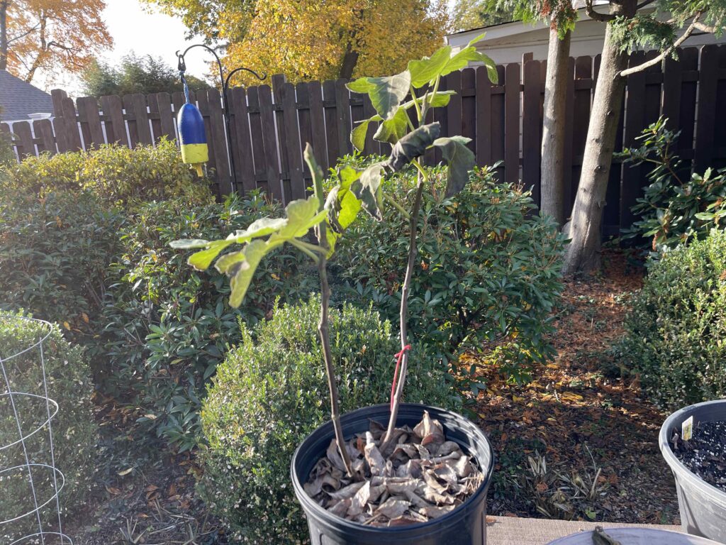 Potted Fig Trees – The Fig Tree Guy