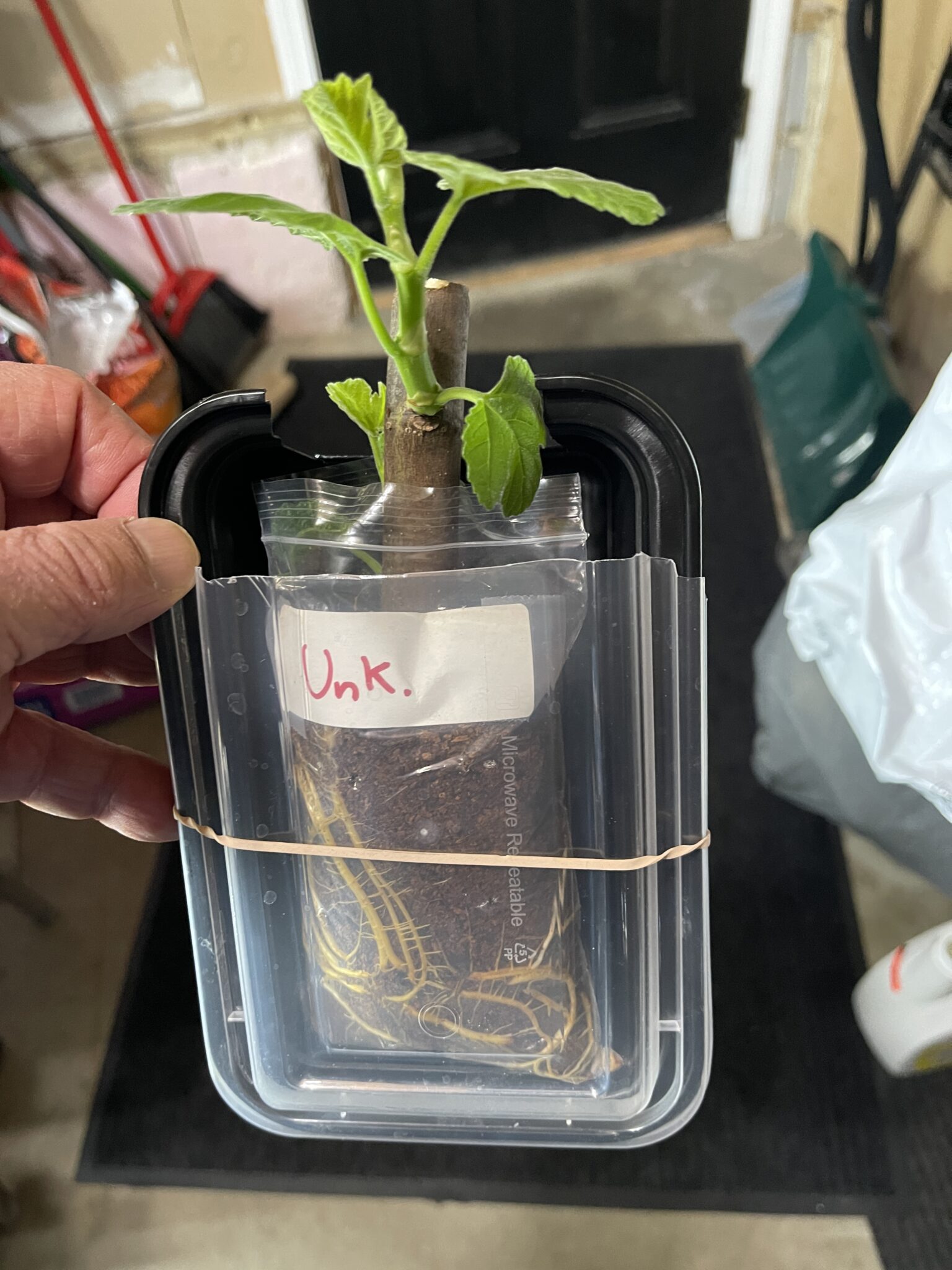 Reduce Reuse Recycle - Transporting Fragile Fig Cuttings - The Fig Tree Guy