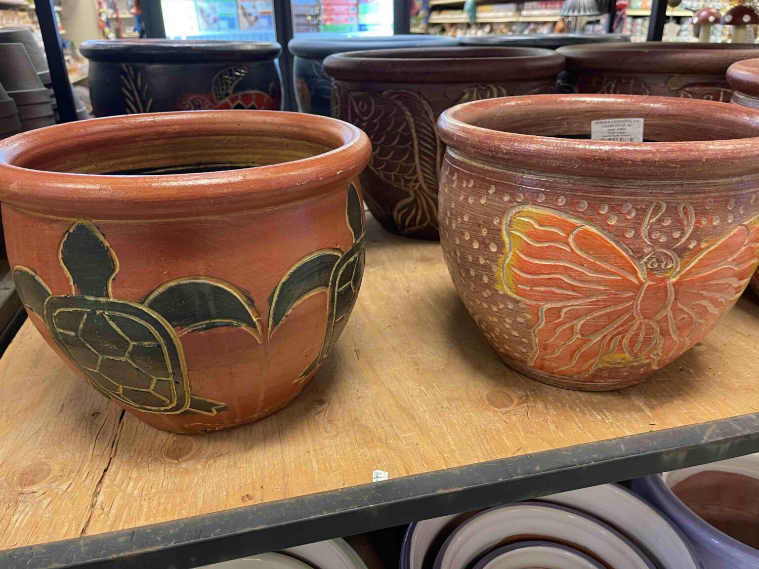 Choosing the Right Pot Shape: A Practical Guide - The Fig Tree Guy